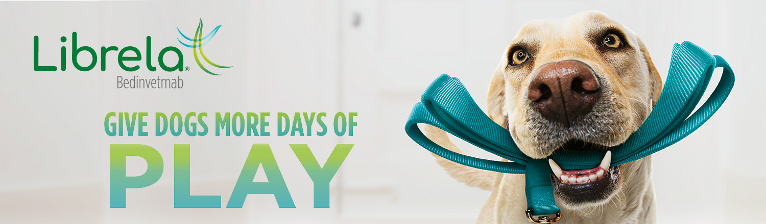 Pain Management | Compassionate Care for Your Pet's Comfort