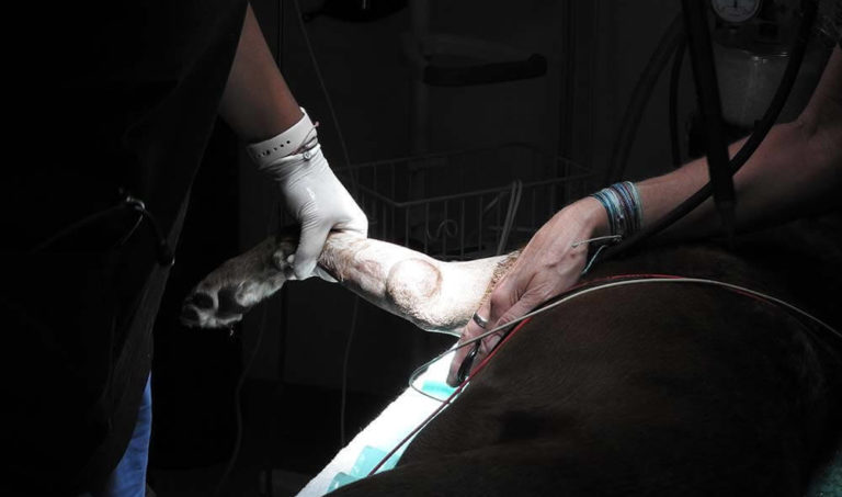 CO2 Laser Surgery | Mountainside Veterinary Hospital